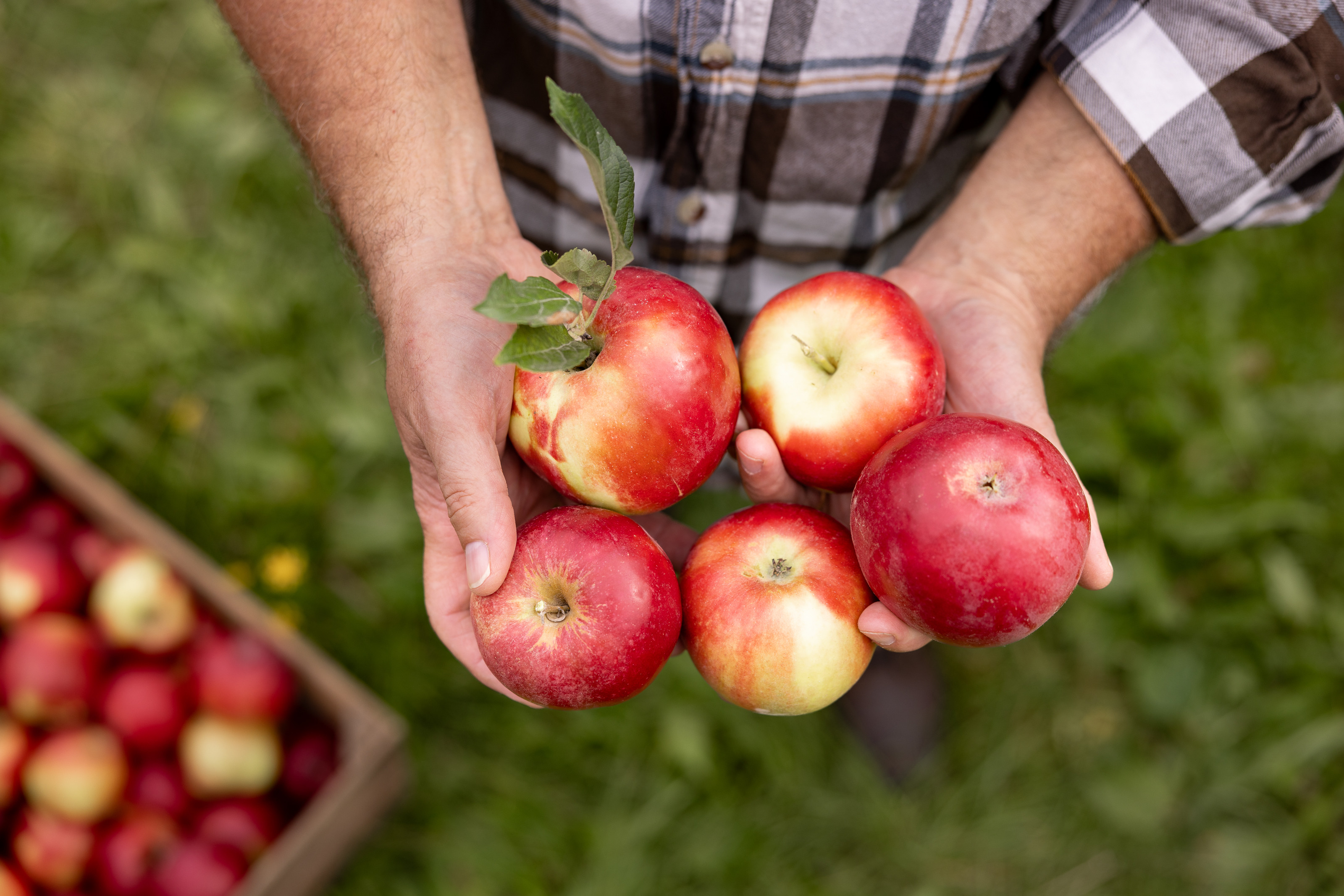 Kofola becomes owner of apple orchards in the Czech Republic and co ...